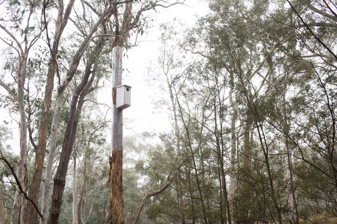 Sugar Gliders – Nest Box Tales
