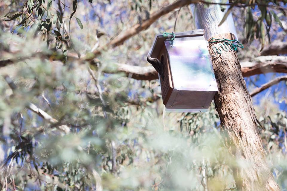 Tree creeper family – Nest Box Tales