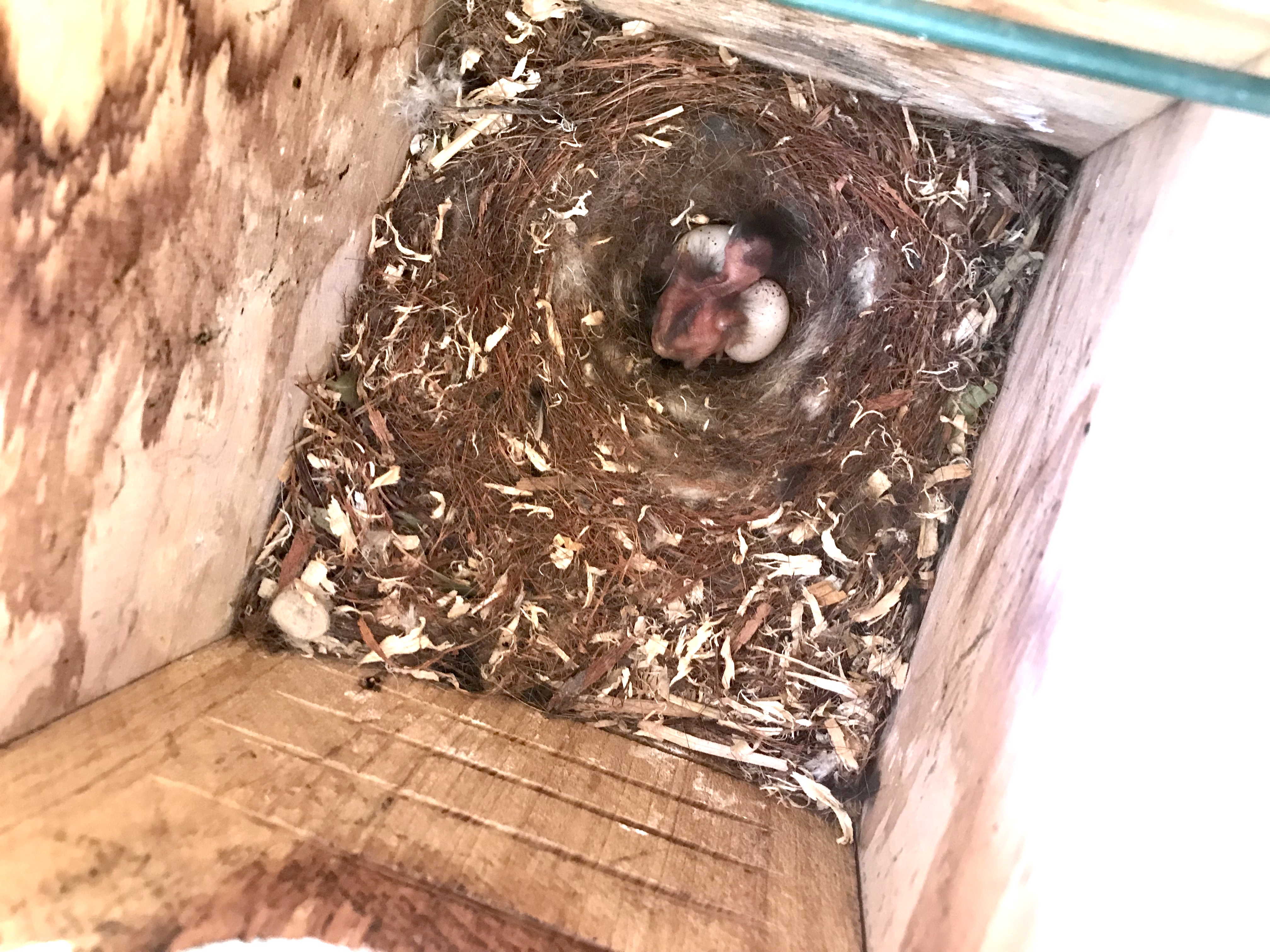 Bedding – Nest Box Tales