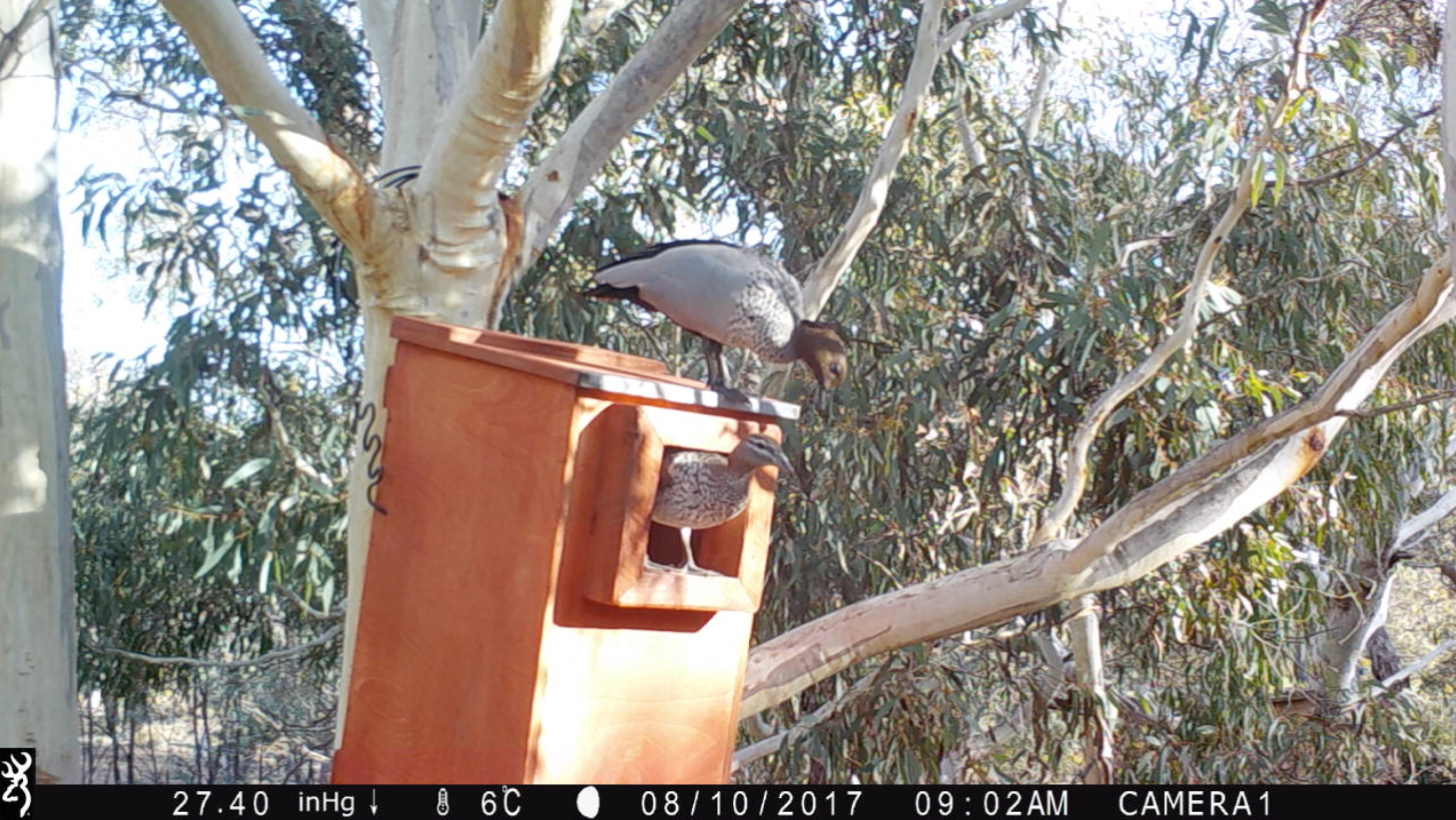 Disturbing the natural balance – Nest Box Tales